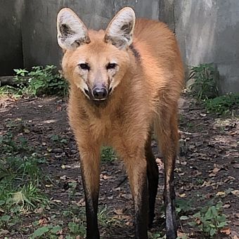 Maned Wolf Encounter at the Oglebay Good Zoo | Virgin Experience Gifts